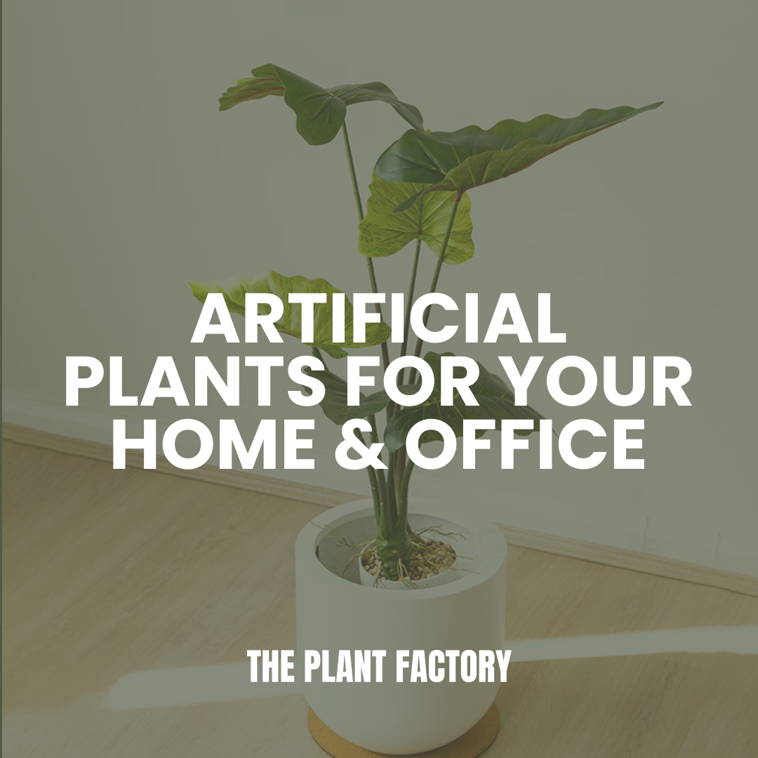 Transforming Your Space with Lifelike Artificial Plants from The Plant ...