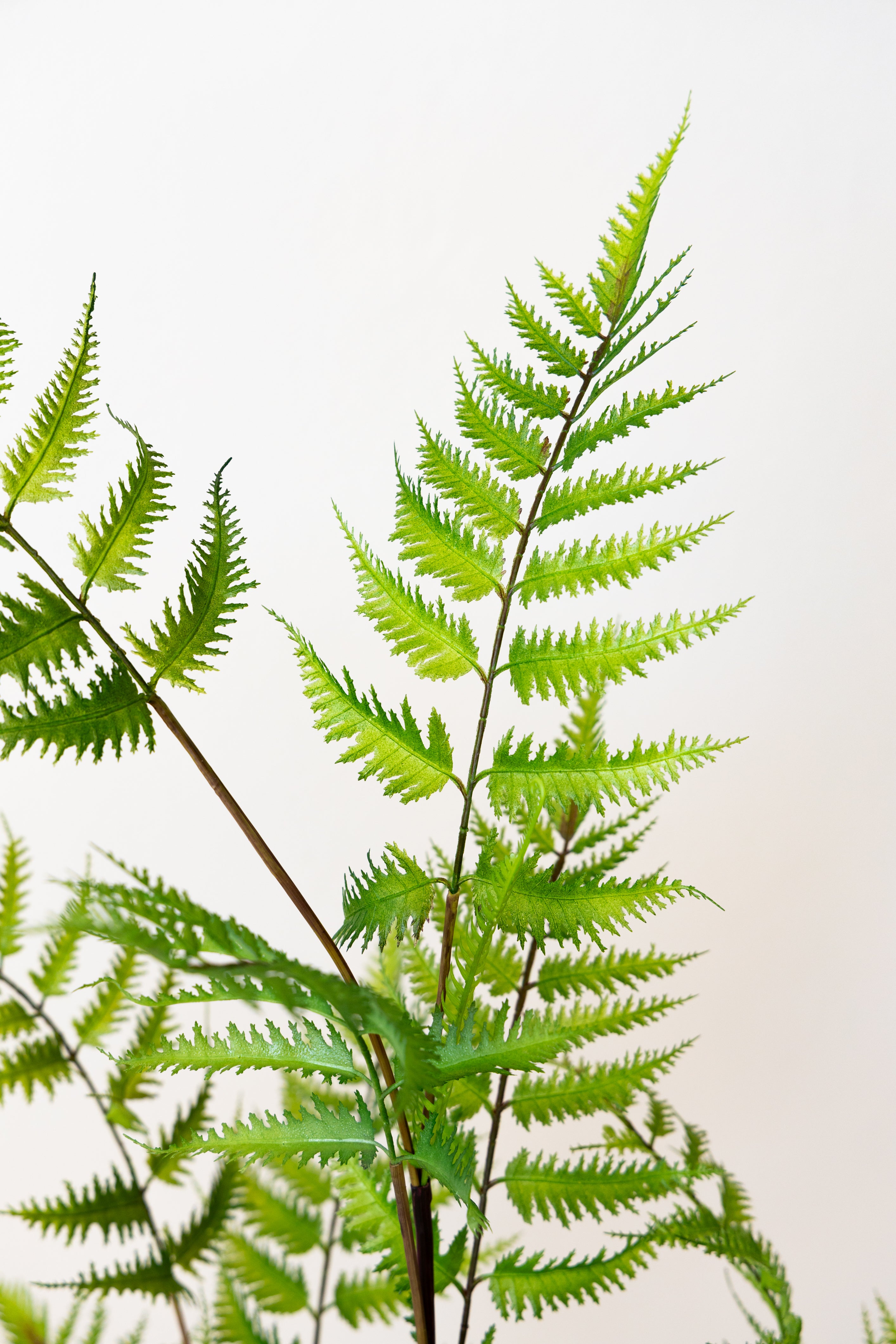 Artificial Ferns – Lush & Lifelike Greenery | The Plant Factory