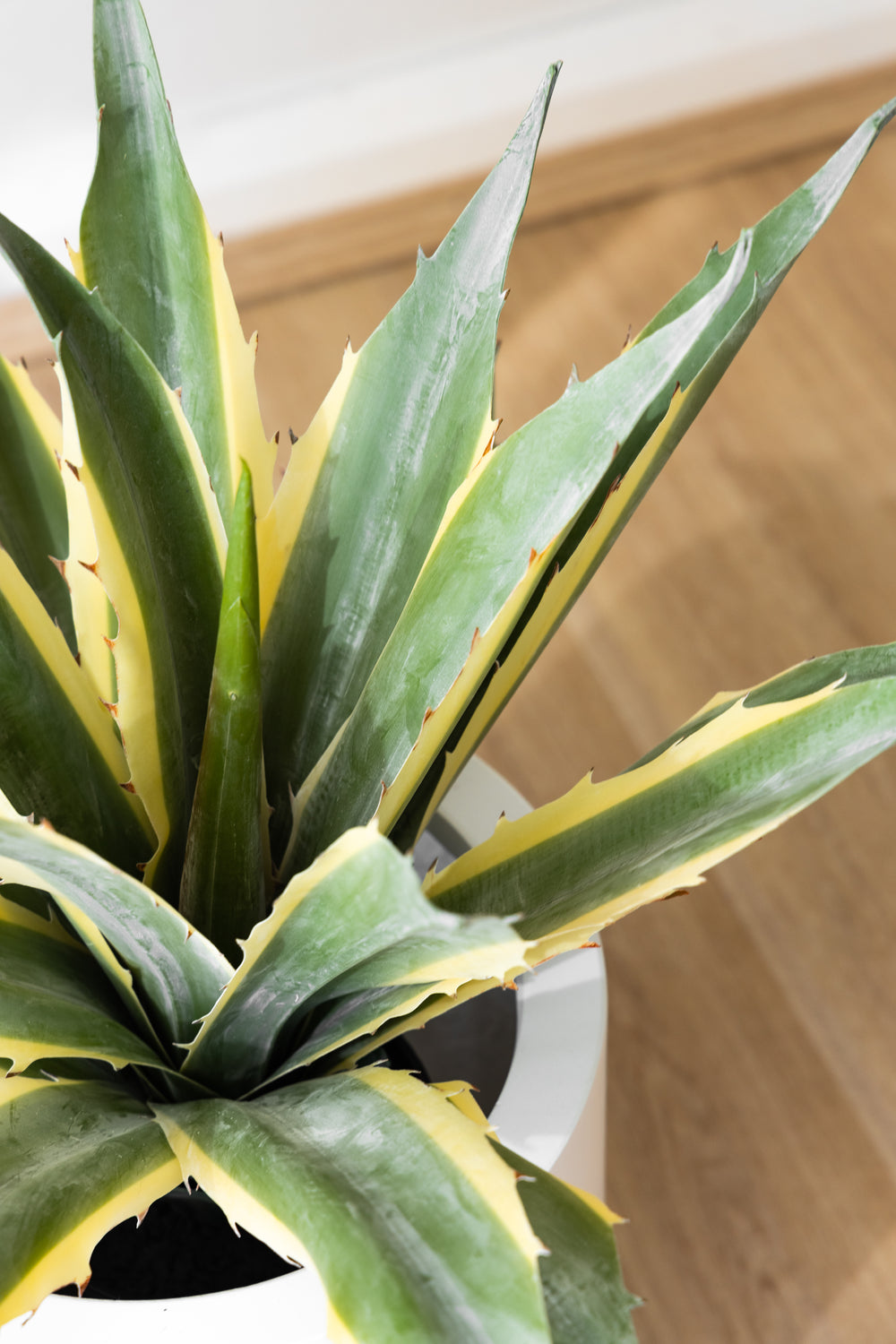 Artificial Agave | The Plant Factory | Shop Online